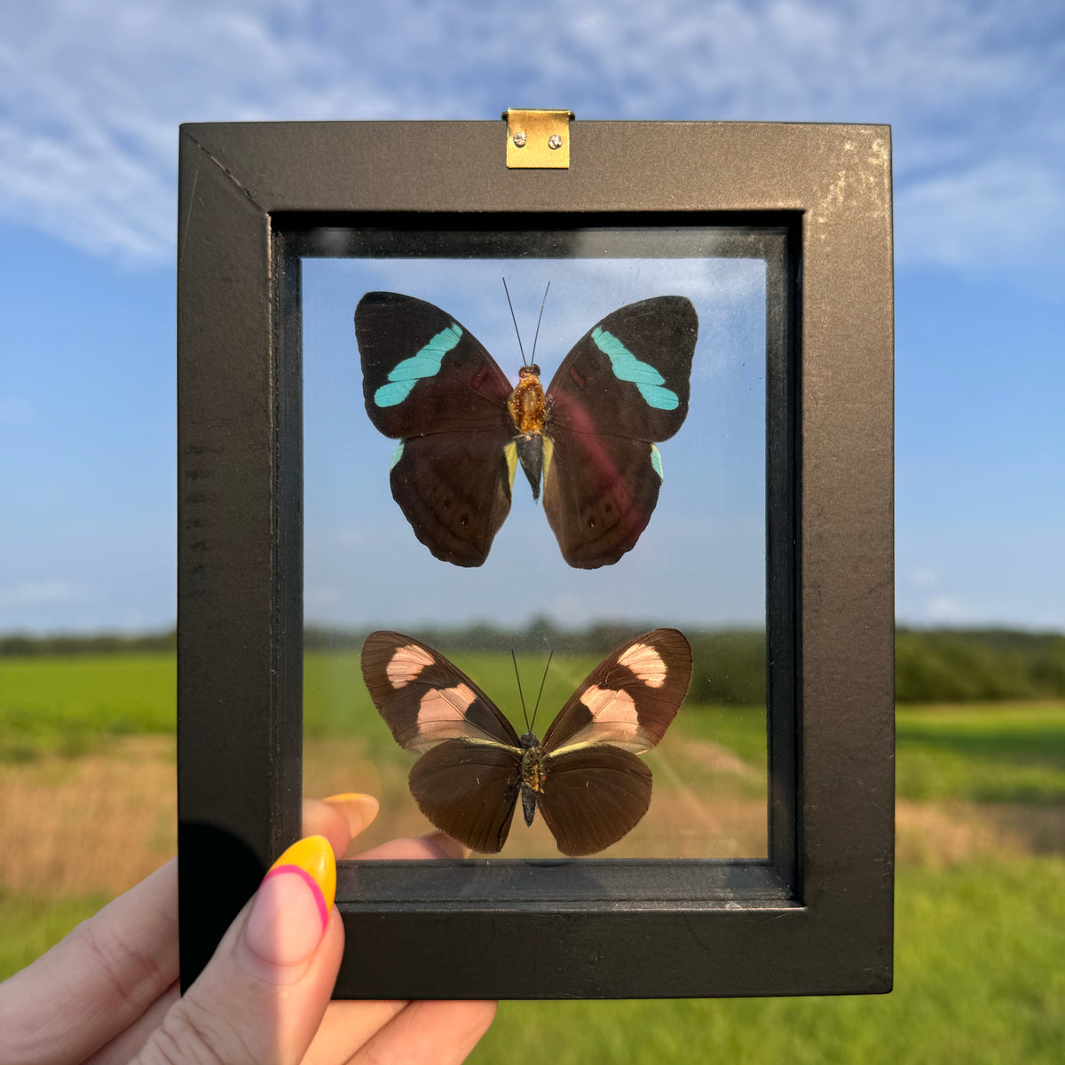 2 Piece Butterfly Frame – Arabella Crystals